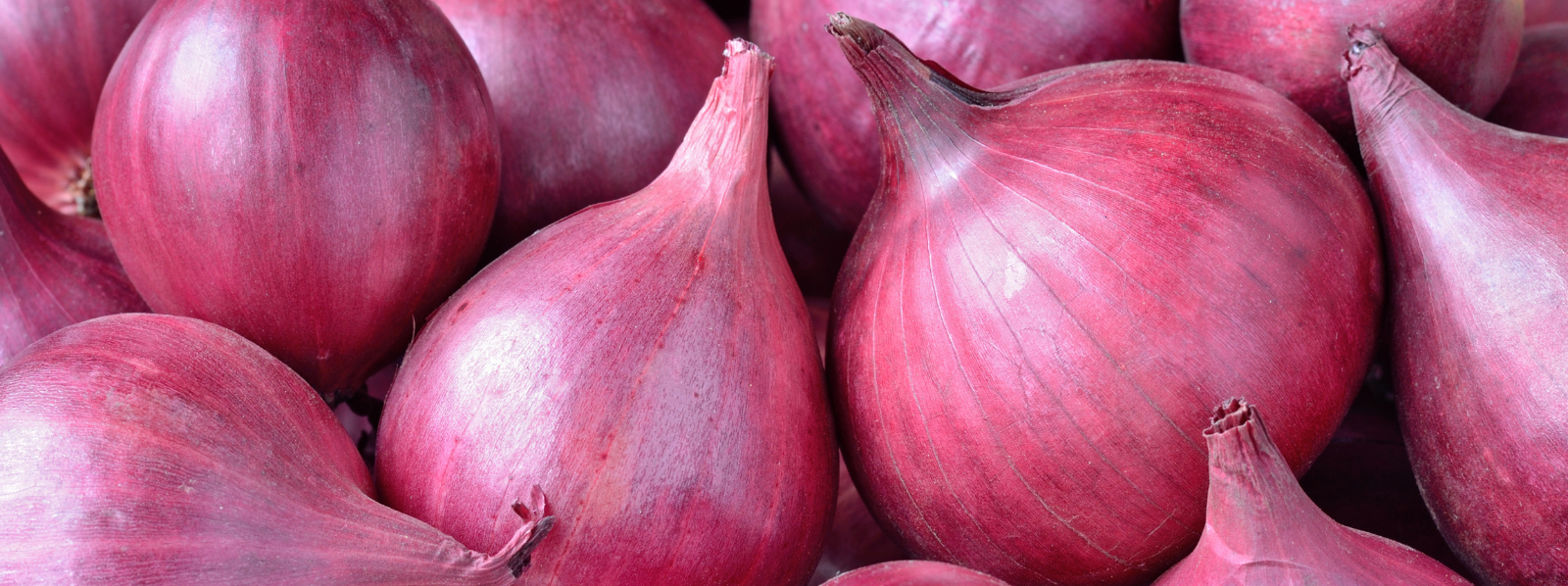 Onion – BECUTE Professional
